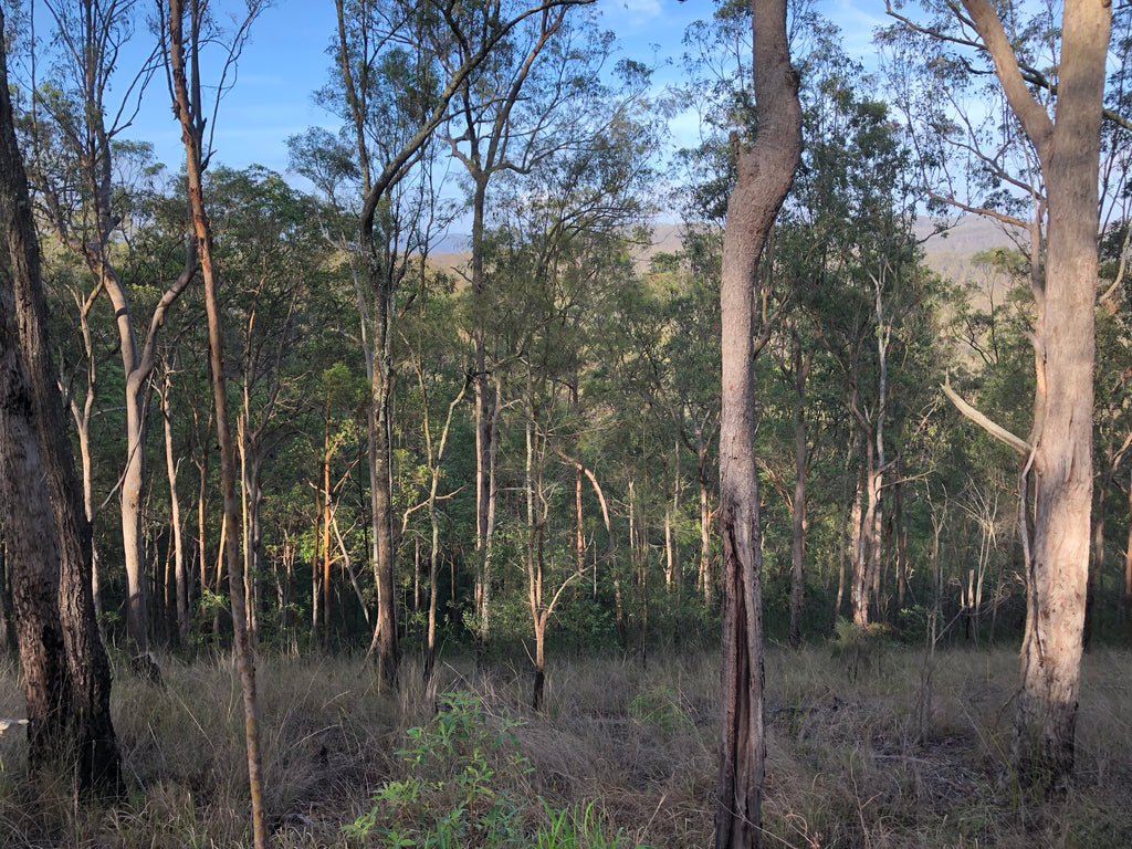 Gum Tree, the inspiration behind the new RANT collection | Journal