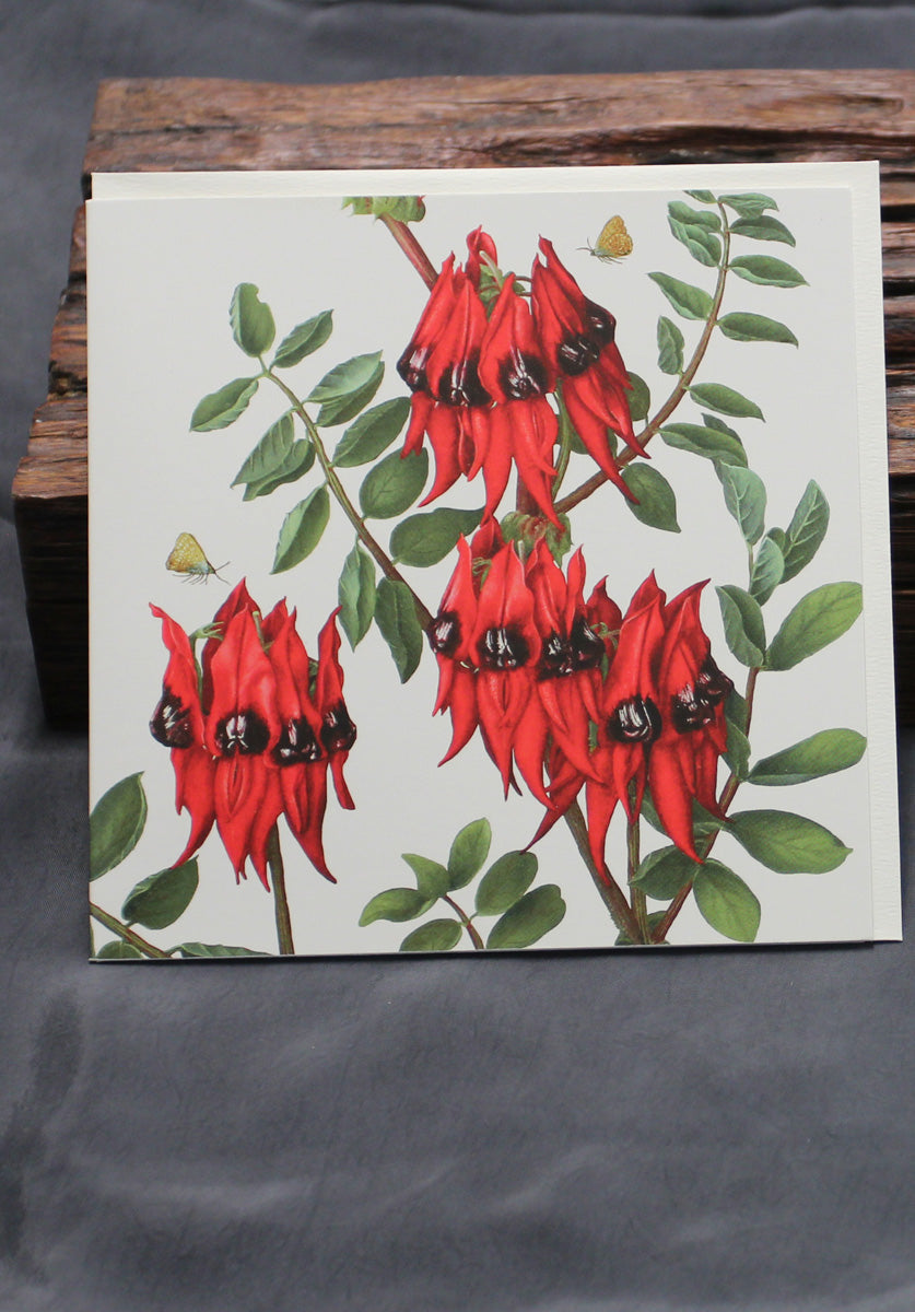 Sturt Pea Art Card Australian made stationery online Australia